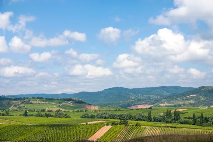 SmartGuide: Discover the beauty of Palatinate (Wine region)